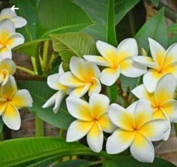 Balbasaur Live Exotic Flowering Plant Michelia Champaca Rare And ...