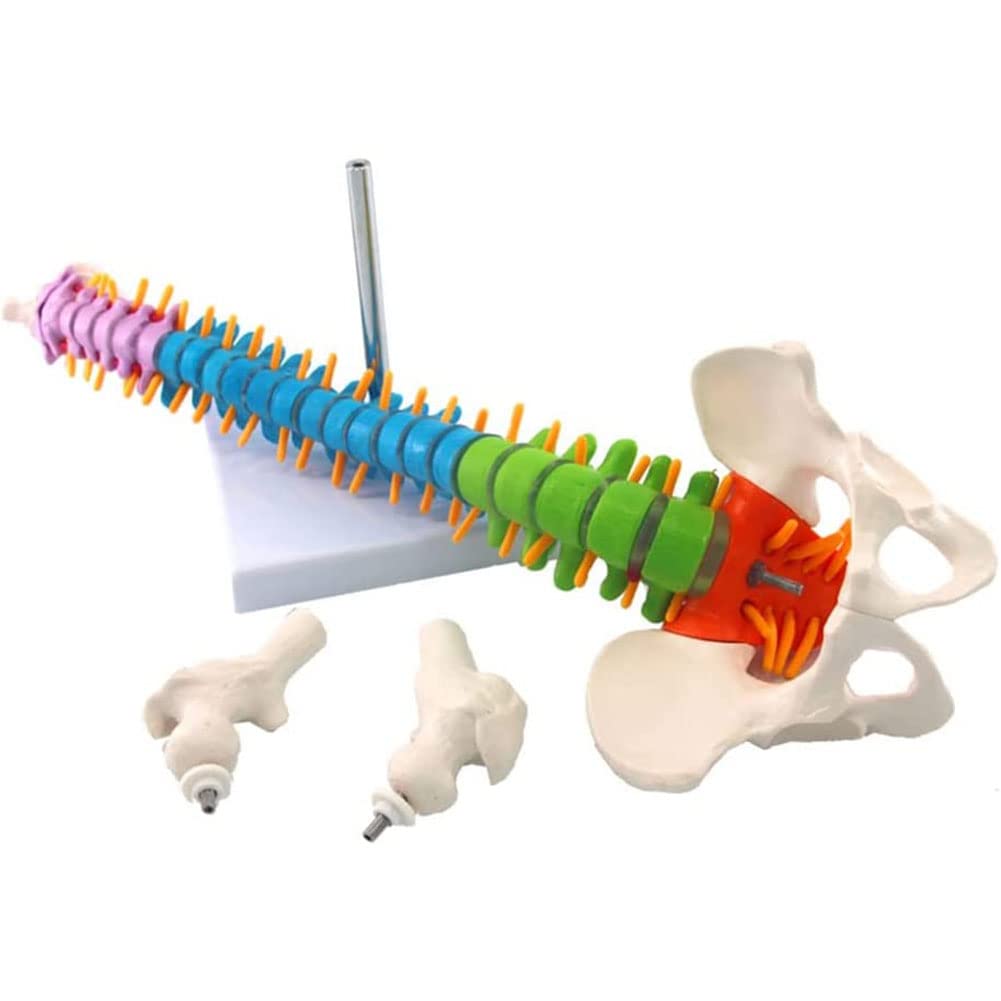Buy JUCHENG Scientific Spine Model, Removable Human Spine Model ...