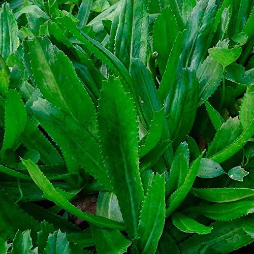 Aiden Gardens Rare African Malli Eryngium foetidum Medicinal 1 Healthy ...