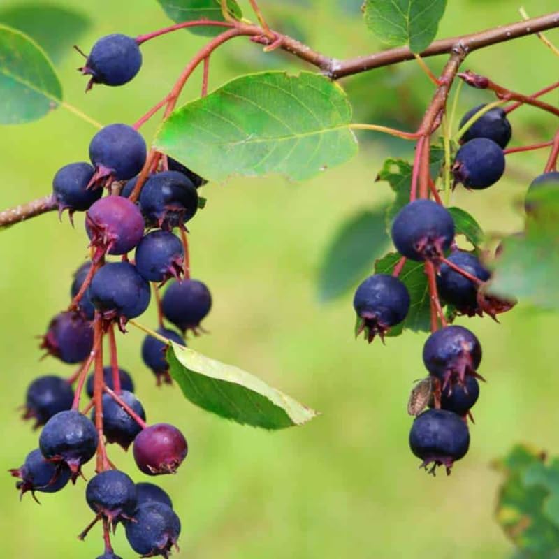 Amazon.com : 50 Saskatoon Serviceberry Seeds for Planting Amelanchier ...