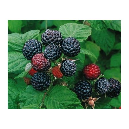 Amazon.com : 2 Jewel - Black Raspberry Plant - Everbearing - All ...