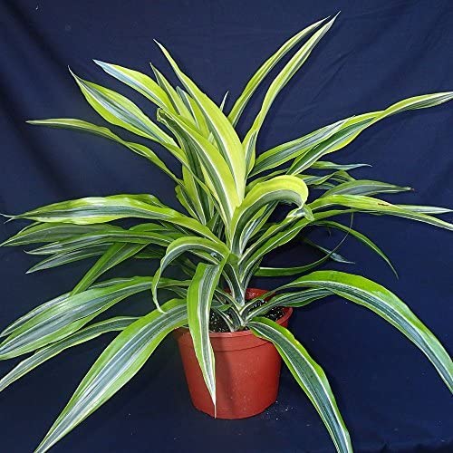 Amazon.com : Jmbamboo - Lemon Lime Madagascar Dragon Tree - 6'' Pot ...