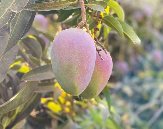 Guru24Hours™ Sensation Mango Plant-Grafted Variant Plant. (Healthy ...