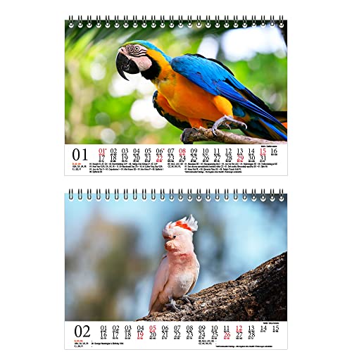 Parrot Magic Parrots and Parakeets DIN A5 Desk Calendar for 2023 ...
