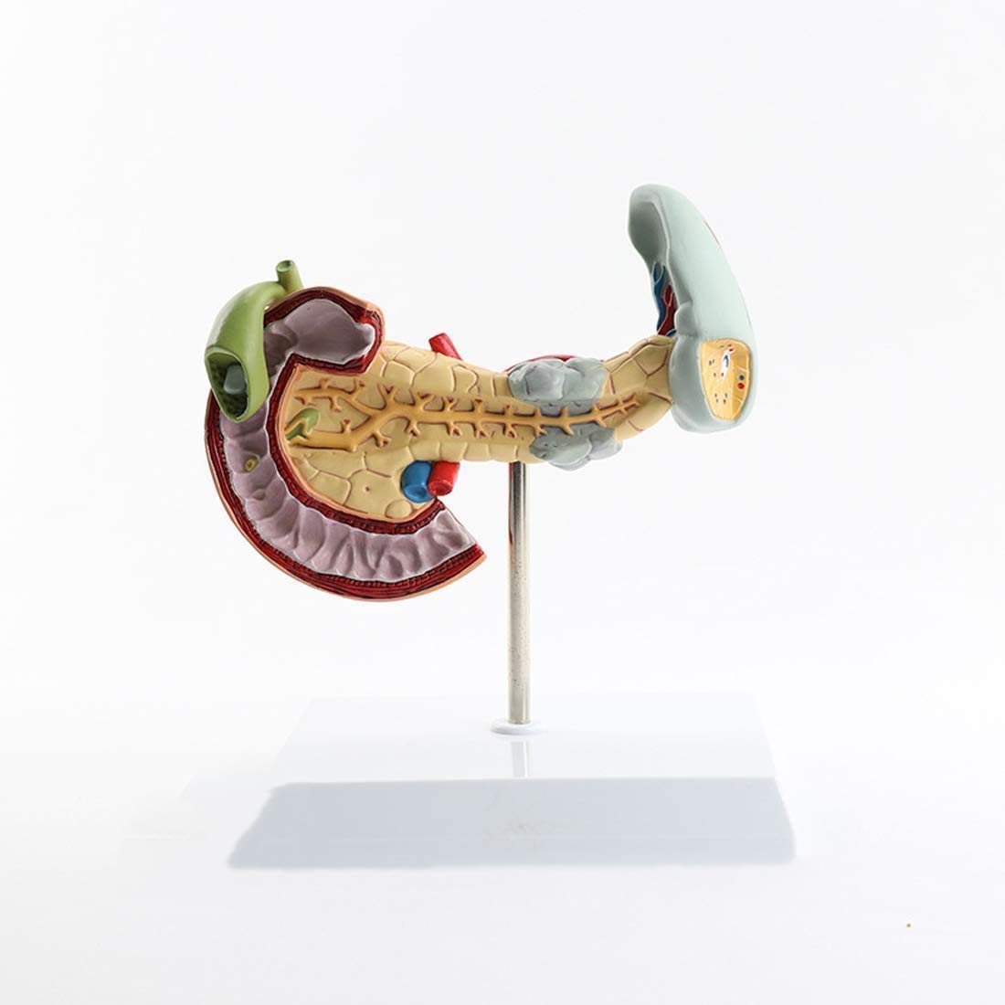 Education Model Digestive System Anatomical Model Pancreatic Digestive ...
