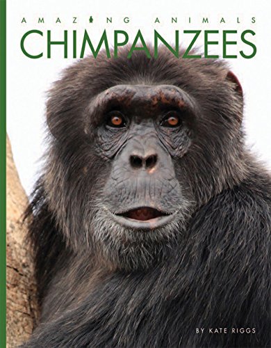 Chimpanzees (Amazing Animals): Riggs, Kate: 9781628322163: Amazon.com: Books