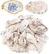 Amazon.com: QEQEKAKA 30PCS Oyster Shells Flat & Concave 4"-5" Large ...