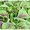 Amazon.com : tek7070 350++ Red Amaranth Seeds, Chinese Spinach Seeds ...