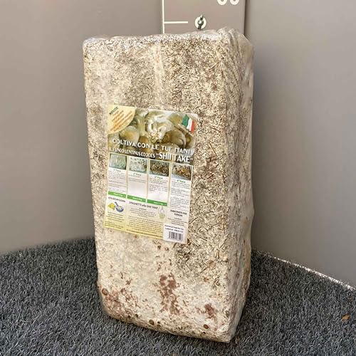 Migliori ballette funghi 2023: classifica e guida all'acquisto ...