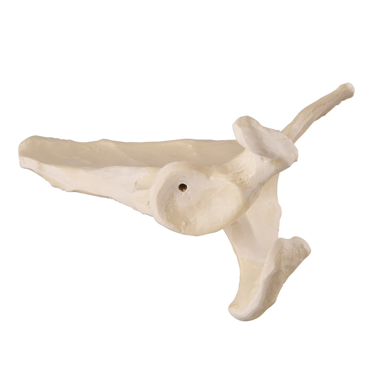 Left Scapula