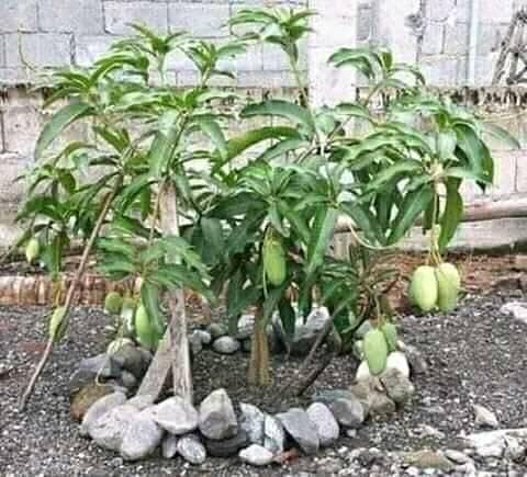 Krishna Nursery Mango All Time Grafted Plant Fresh Most Expensive ...