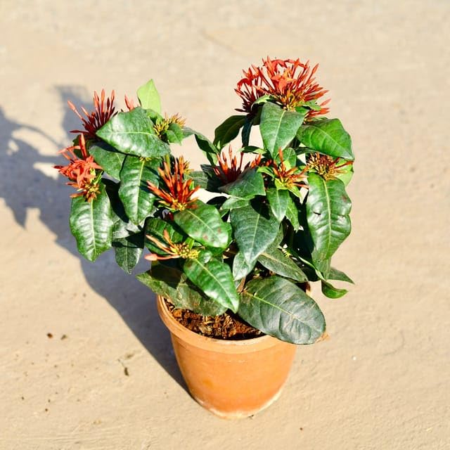 Ixora Hybrid Red in 6 Inch Friendly Plant Nursery Pot : Amazon.in ...