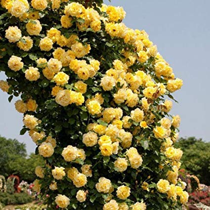 High Yield Rare Climbing Yellow Fragrant Rose Plant for Home Garden ...