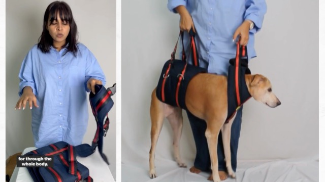 Watch A a Pets' Full Body Lift Support Harness for Dogs on Amazon Live