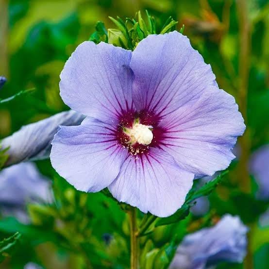 LEAF JIBON, Blue Hibiscus Nil Joba Flower Live Healthy Plant (Pack Of-1 ...