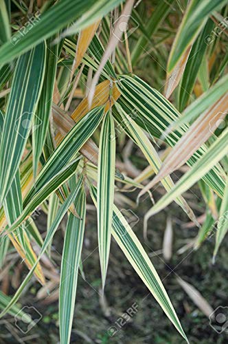 Variegated bamboo/White Bamboo Live Plant : Amazon.in: Garden & Outdoors