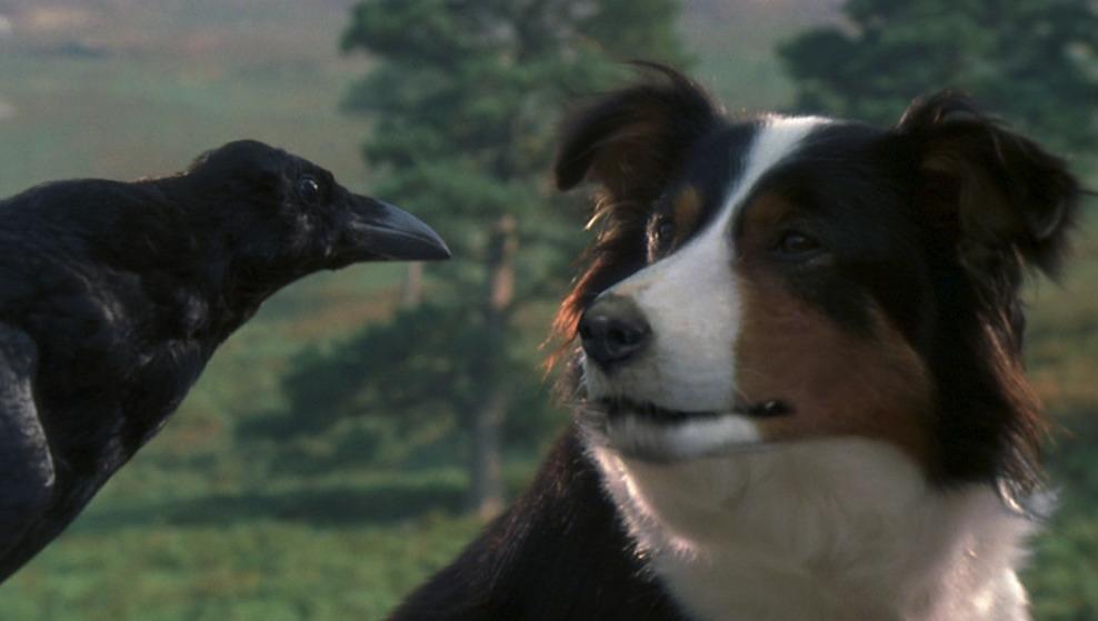 Animal Farm [VHS] : Postlethwaite, Pete, Stephenson, John ...