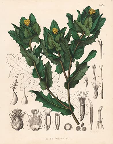 Benediktenkraut - Lexikon der Biologie
