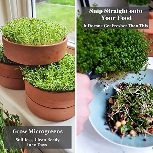 Verdant Republic Single Clay Glazed Sprouter Bottom Tray compatible ...