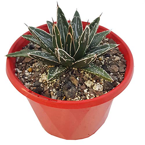Seedlings India live plants outdoor | Agave victoriae-reginae : Amazon ...