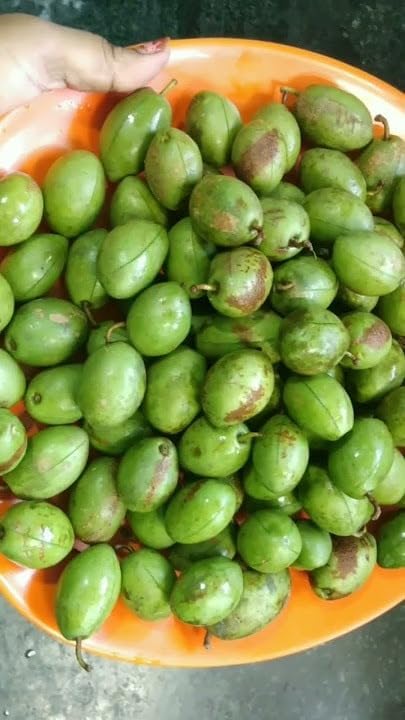 Hybrid Air Layering TREE Jolpai Olive Tree Plant Outdoor Plant 1 ...