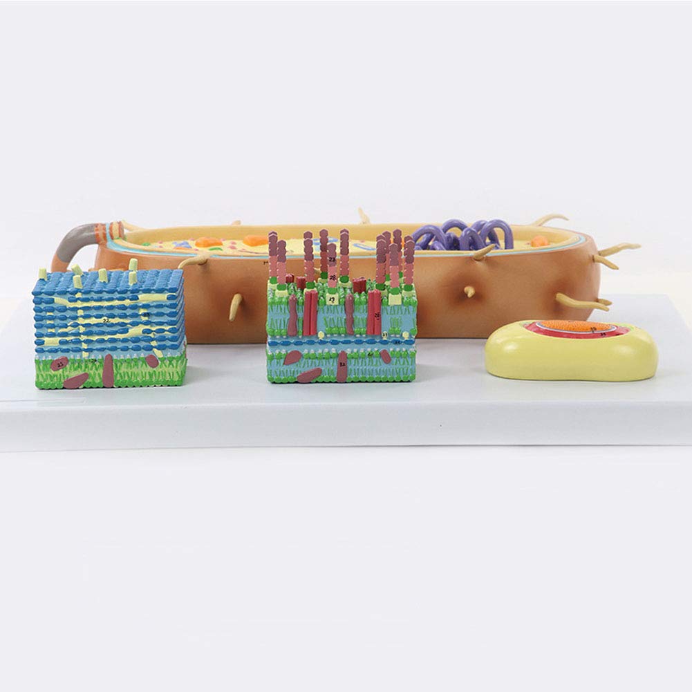 Bacterial Cell Model A Cross Section Of A Prokaryotic Cell | Desertcart GB