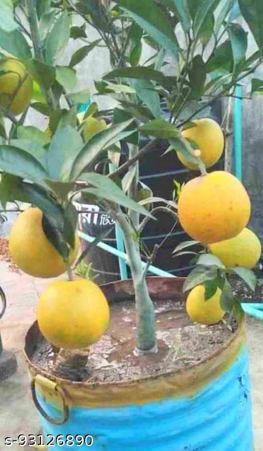 S Nursery Mosambi/Mousumi Sweet Nimbu Fruit Plant (Hybrid,Pack Of 1 ...