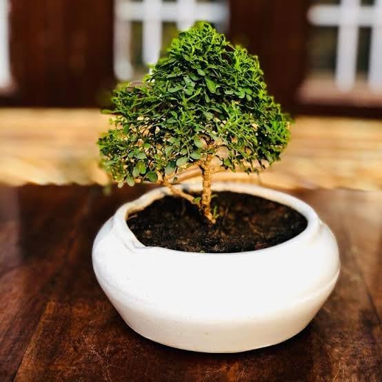 BISWAS PLANTS HOUSE' Live Indoor Table Kamini/Murraya Paniculata Bonsai ...