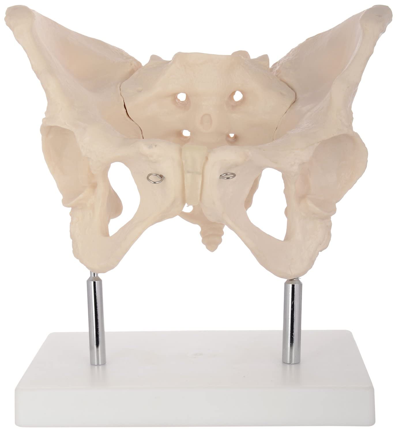 Buy Navkar Systems Female Pelvis Model and Fetal Skull, Human Pelvis ...
