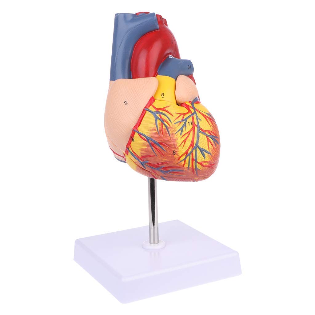Buy Educational Model Disassembled Anatomical Human Heart Model Anatomy ...