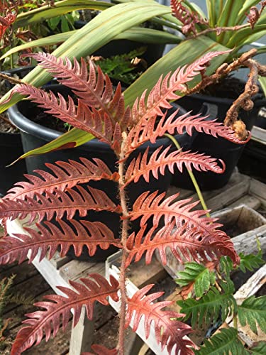 Amazon.co.uk Best Sellers: The most popular items in Indoor Fern Plants