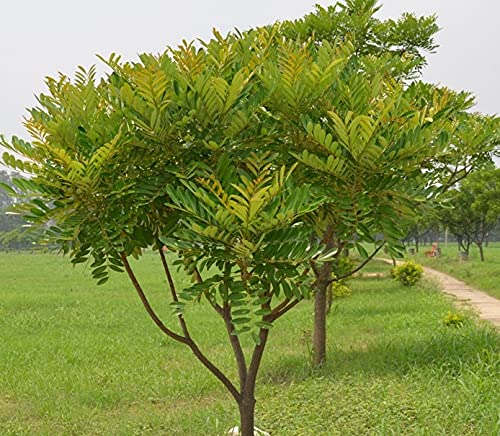 HERBALISM simarouba glauca one year plant : Amazon.in: Garden & Outdoors