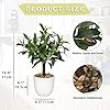 Amazon.com - Artificial Olive Tree15'' Small Faux OliveTree Fake Olive ...