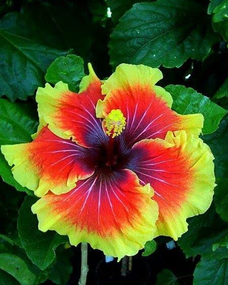 Green Hibiscus Flower