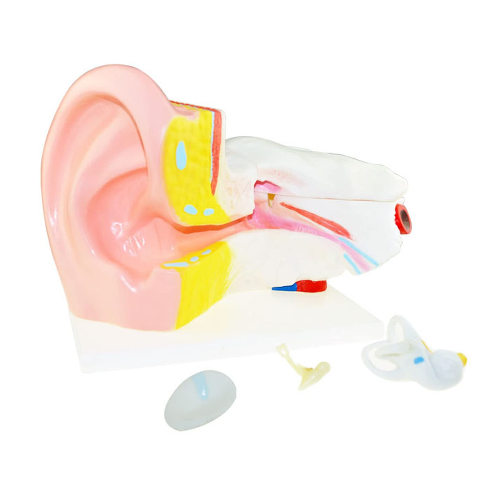 Buy Ear Anatomy Model Human Body Model Expansion Display Auditory ...