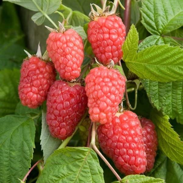 M-Tech Gardens Rare Hybrid Raspberry " Cascade Delight " Exotic 50 ...