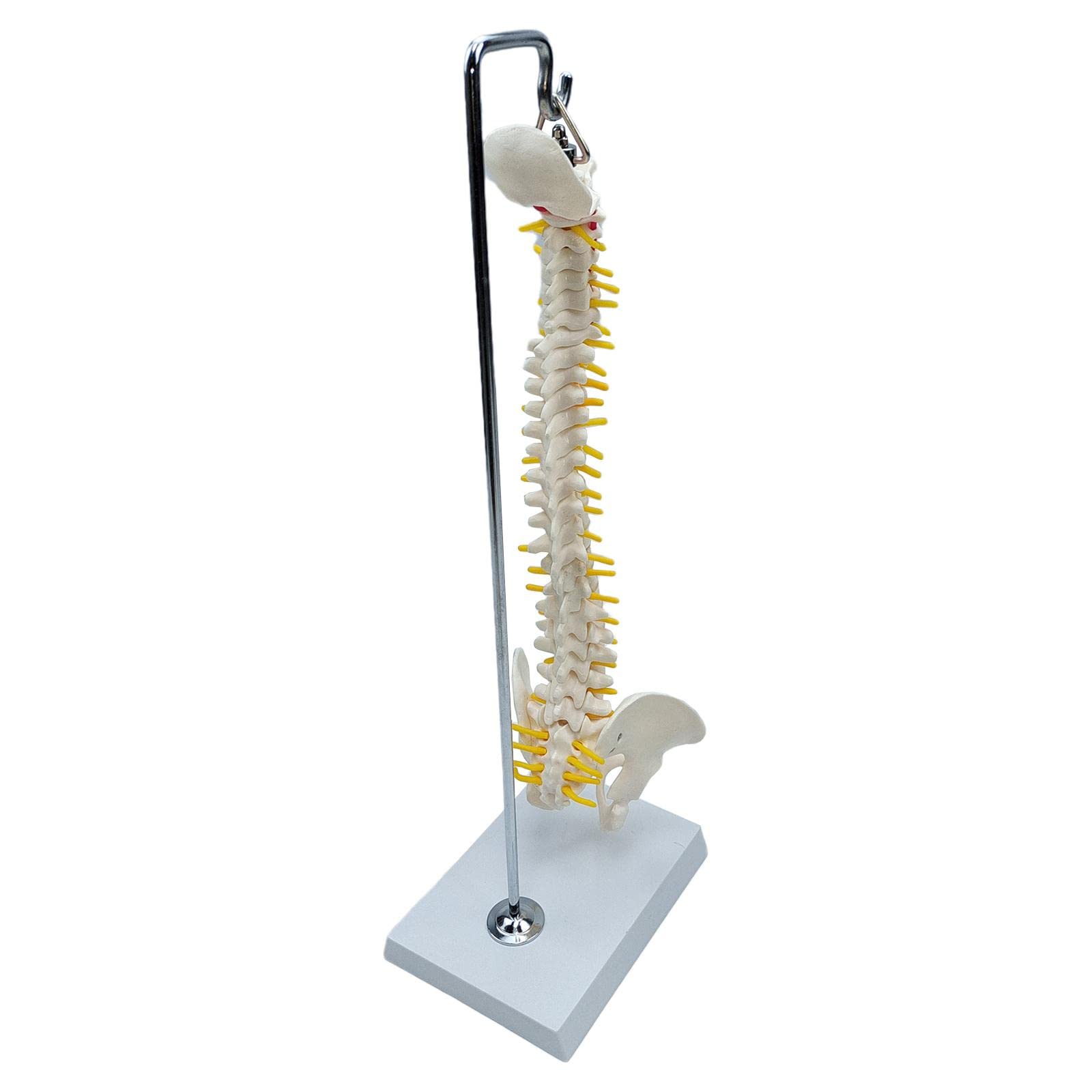 Human Spine Model Vertebral Column 17 7 Life Size Vertebrae ...