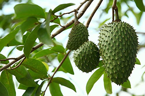 Creative Farmer Live Plant Mullatha Annona Muricata Exotic Rare Herbal ...