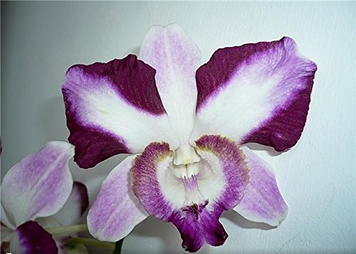 Royal Paradise Garden Rare Dendrobium Orchid King Red Star 1 Small ...