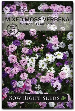 Amazon.com : 5000+ Verbena Seeds for Planting - Non-GMO Heirloom Seeds ...