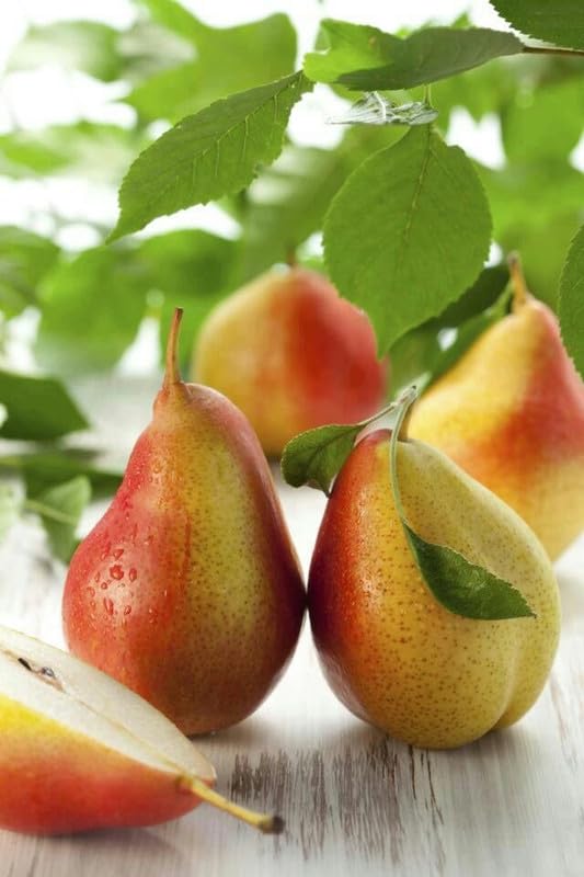 Pear Seeds How To Grow Bartlett Pear Trees (Williams Pear Trees)