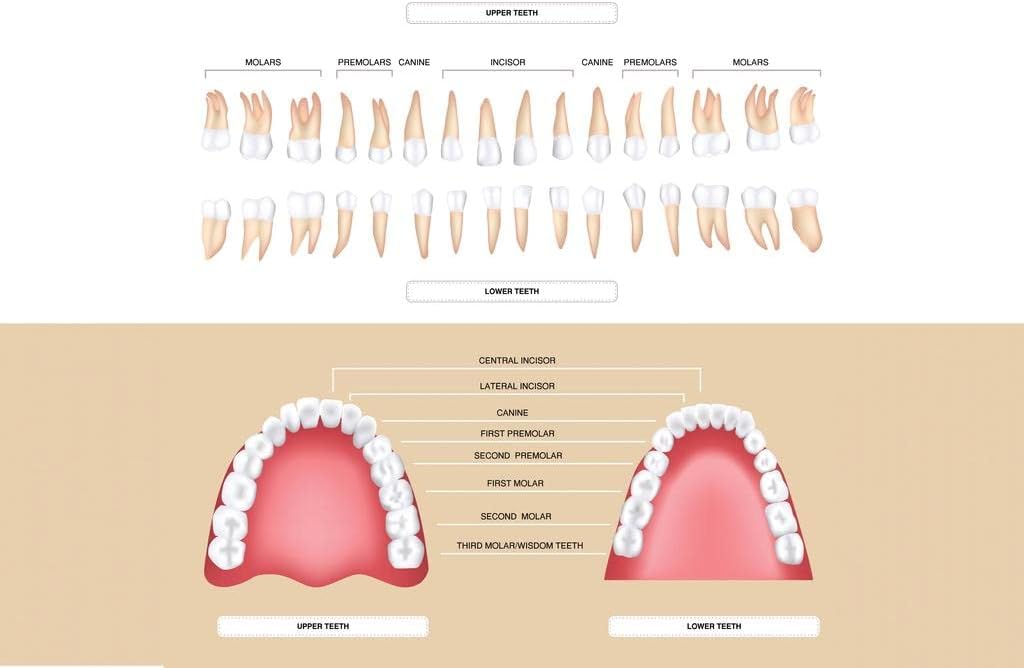 Amazon.com: Laminated Human Dental Anatomy Permanent Tooth Diagram ...