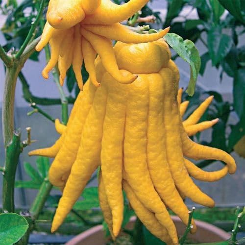 Grafted Buddha's Finger Lemon Fruit Tree | Buddhas Hand Citron| Air ...