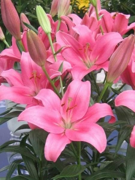 Plantogallery Asiatic Lily - Lilium Flower Bulbs For Home Garden (Indian Summerset 2pcs ...