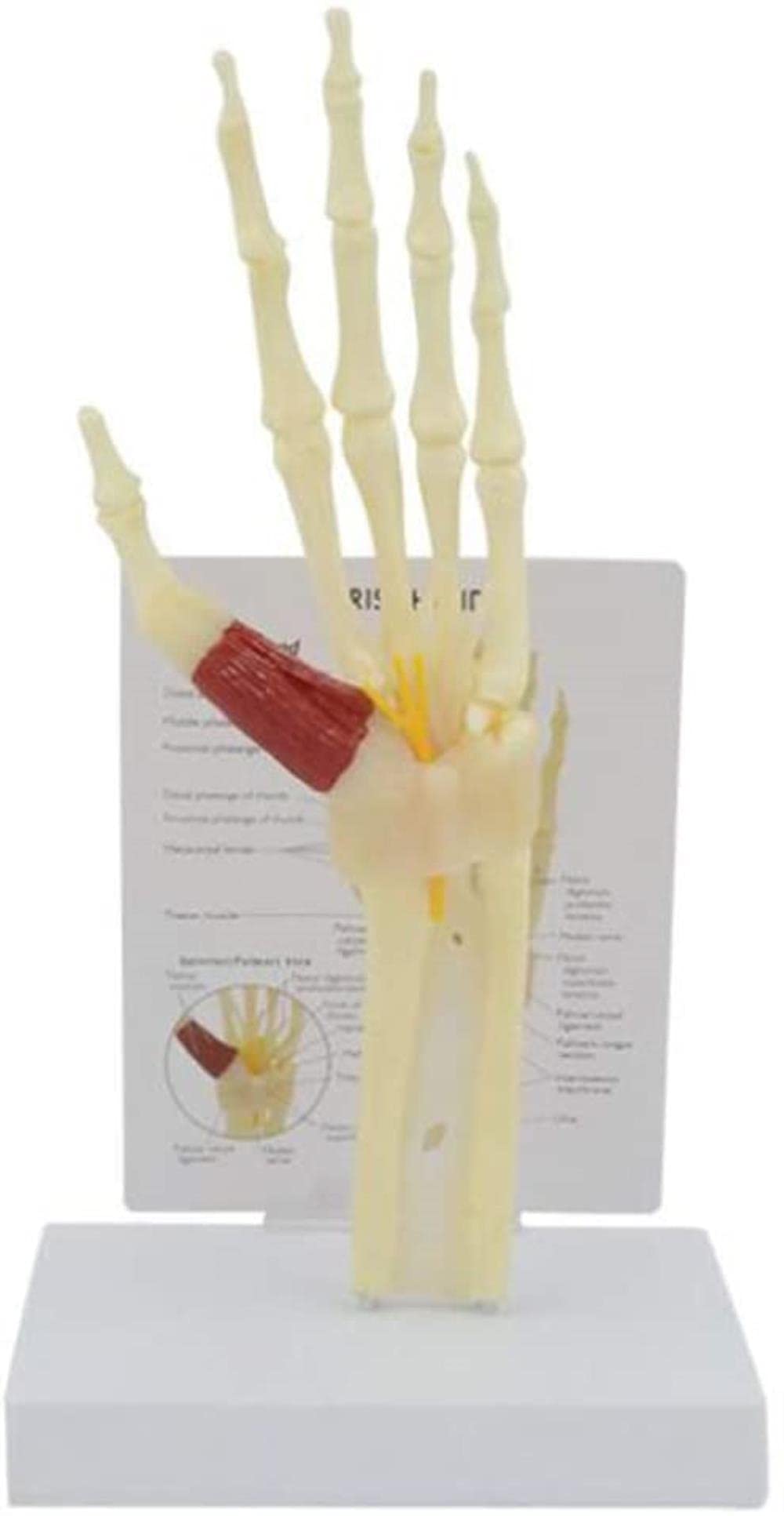 Buy Hand Joint Model with Ligament Muscles, Life Size Human Hand Model ...