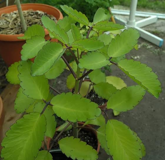 SISA GARDEN Panfuti/Bryophyllum Pinnatum/Miracle Leaf Plant ...