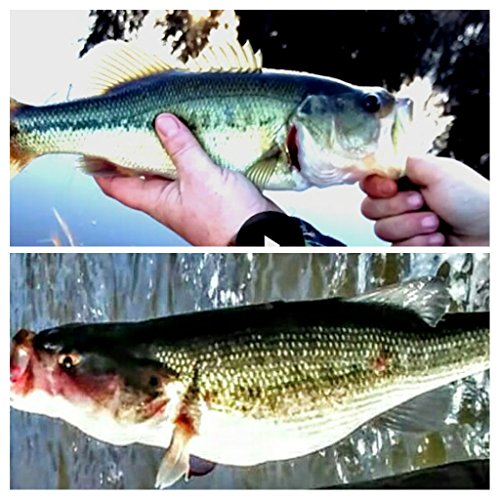 Amazon.com: BASS FISHING CHEAT SHEET for beginners eBook : REED ...