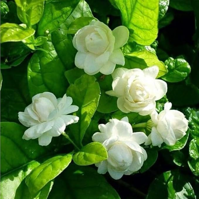 Anjali plants Foundation Hybrid 12 Months Arabian Jasmine/Beli Flower ...