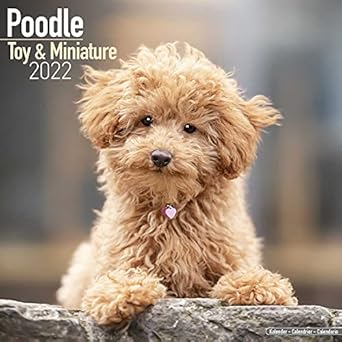 Miniature Poodle Calendar - Toy Poodle Calendars - Dog Breed Calendars ...