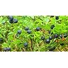 Amazon.com : 20 BILBERRY Fruit Shrub European Blueberry Vaccinium ...